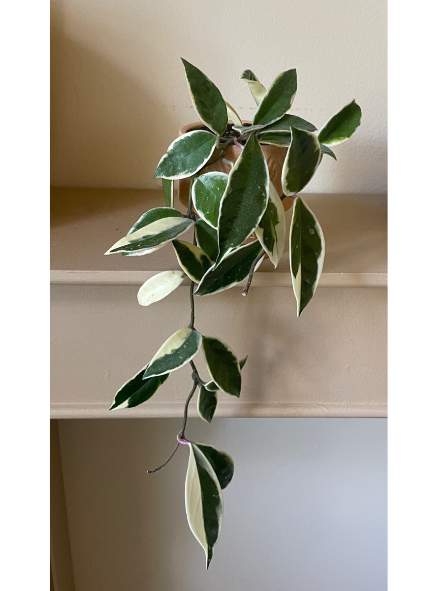 A Beginner's Guide to Hoya Plant Care: 10 Essential Tips for Thriving ...