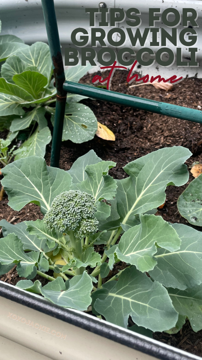 Backyard Broccoli: Winter Gardening Tips | xoxojackie blog